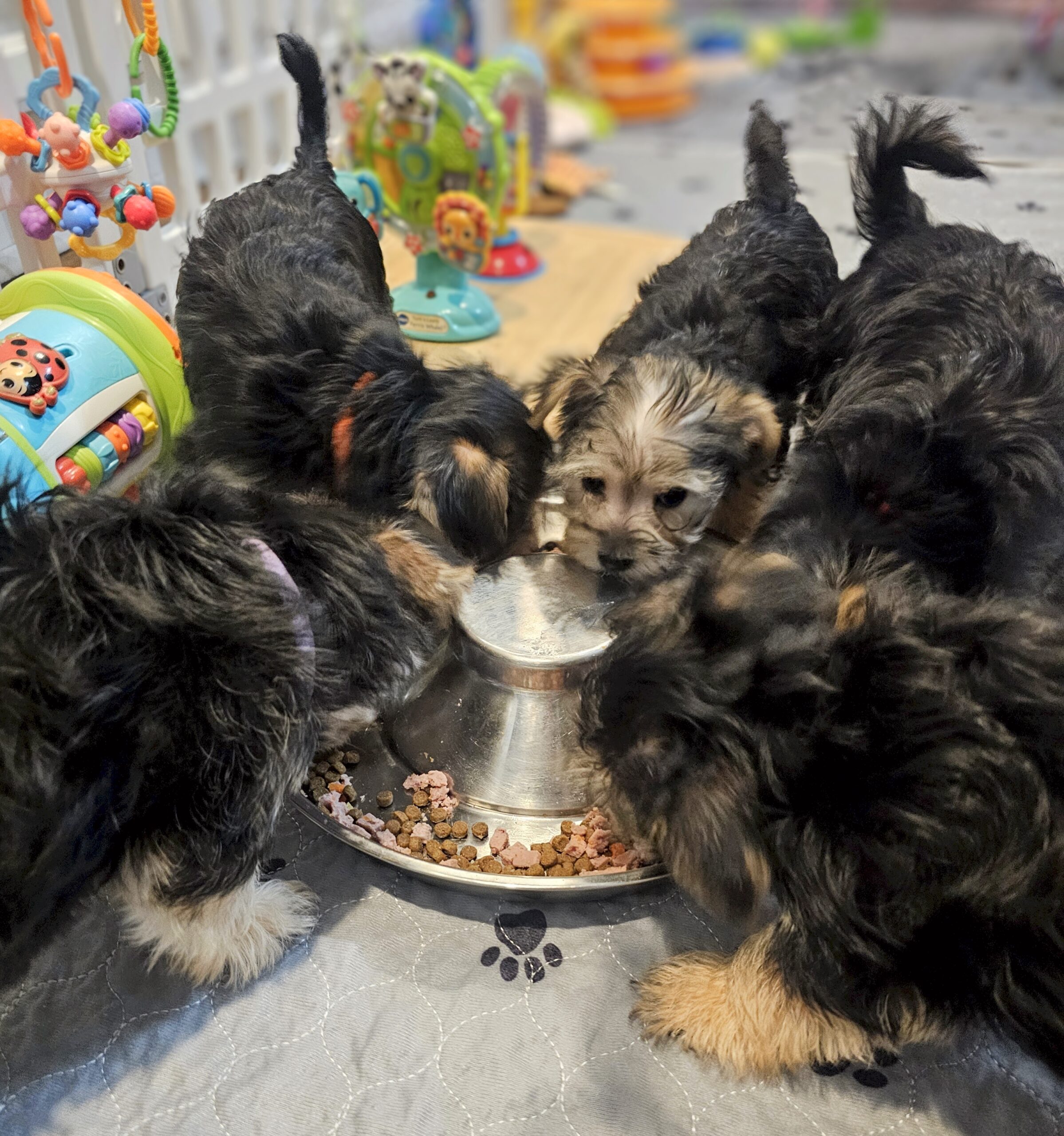 Let’s Talk About Food! | FLUFF TOWN PUPPIES, LLC